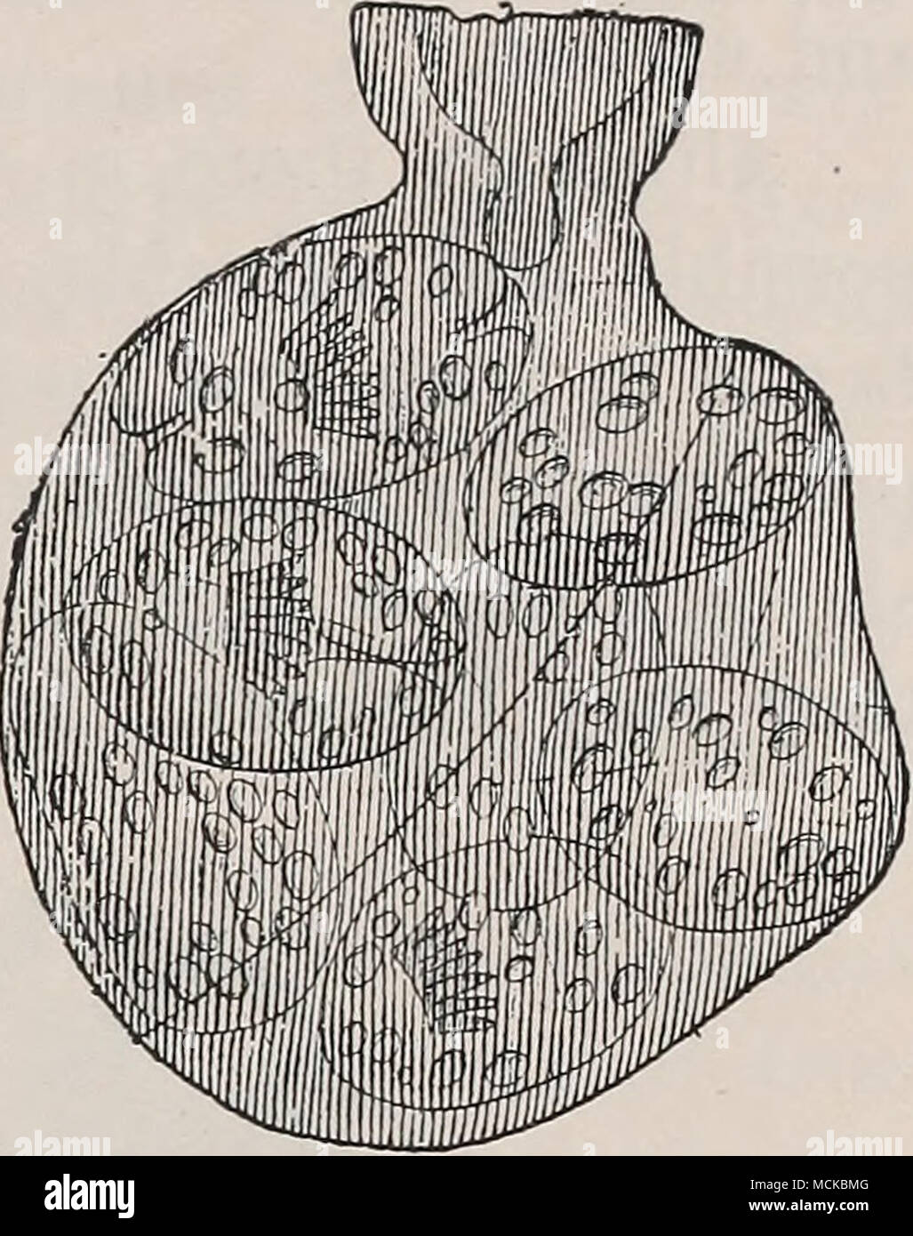 Pig bladder hi-res stock photography and images - Alamy