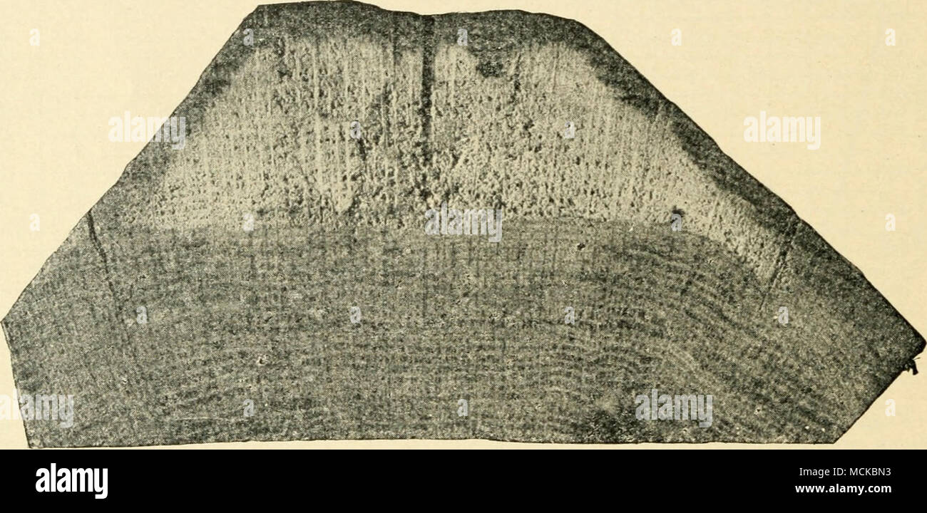 1906 fungi hi-res stock photography and images - Alamy