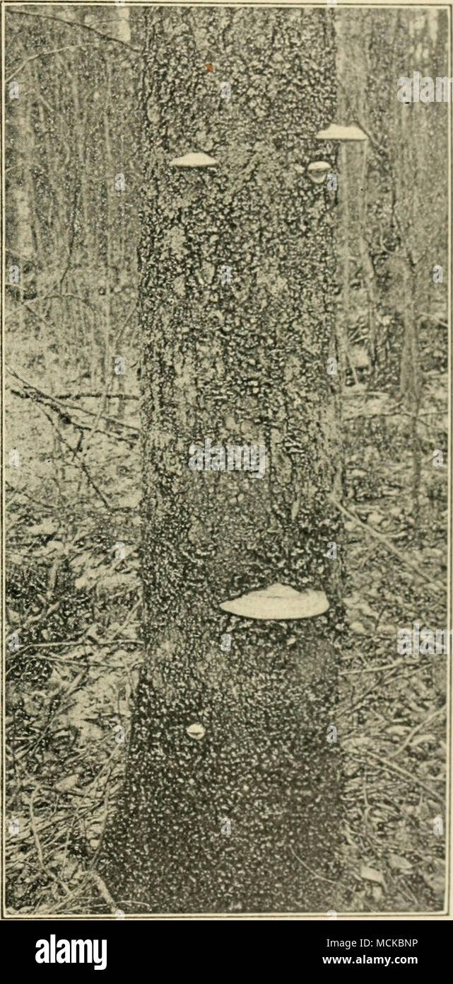. Yig. 8.âA dead stub of a maple tree bearing fruiting bodies of the ...