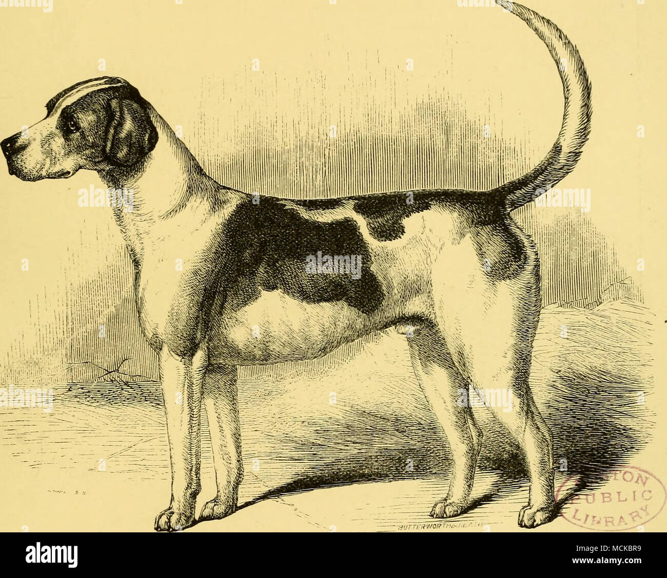 Hound management hi-res stock photography and images - Alamy