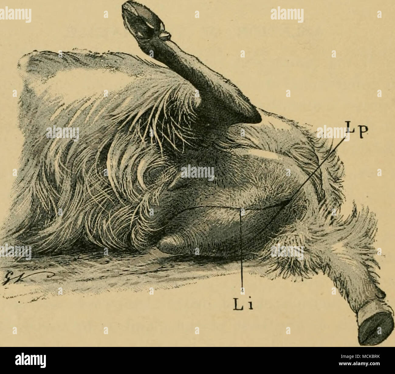 . Fig. 329.--Ablation of the udder in the goat. Li, Line of incision ...