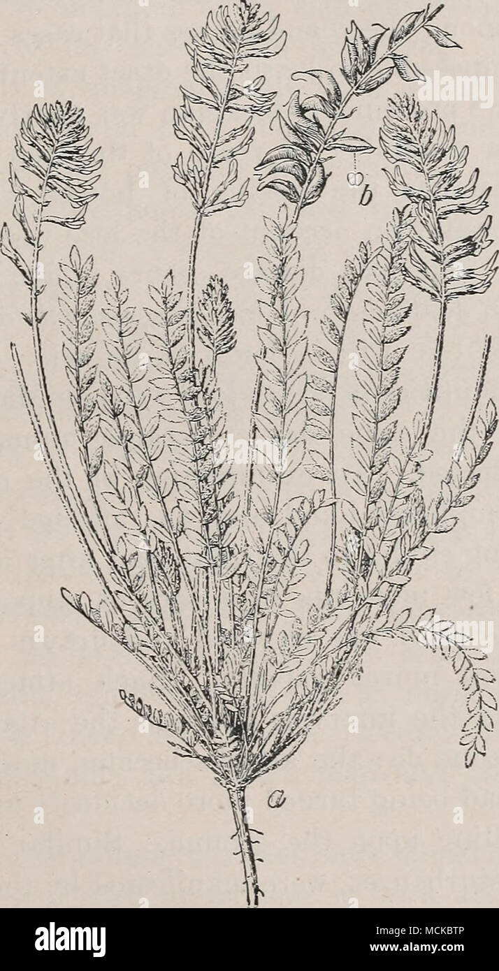 . Fig. 92.—Woolly loco weed {Astragalus mollissimus). a, "Whole ^olant ...