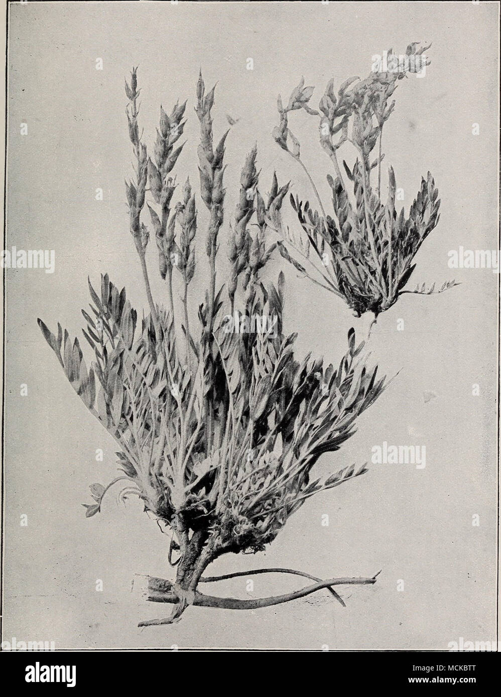 . Fig. 89.—White loco weed {Argalius sj)icatus), showing seed pods ...
