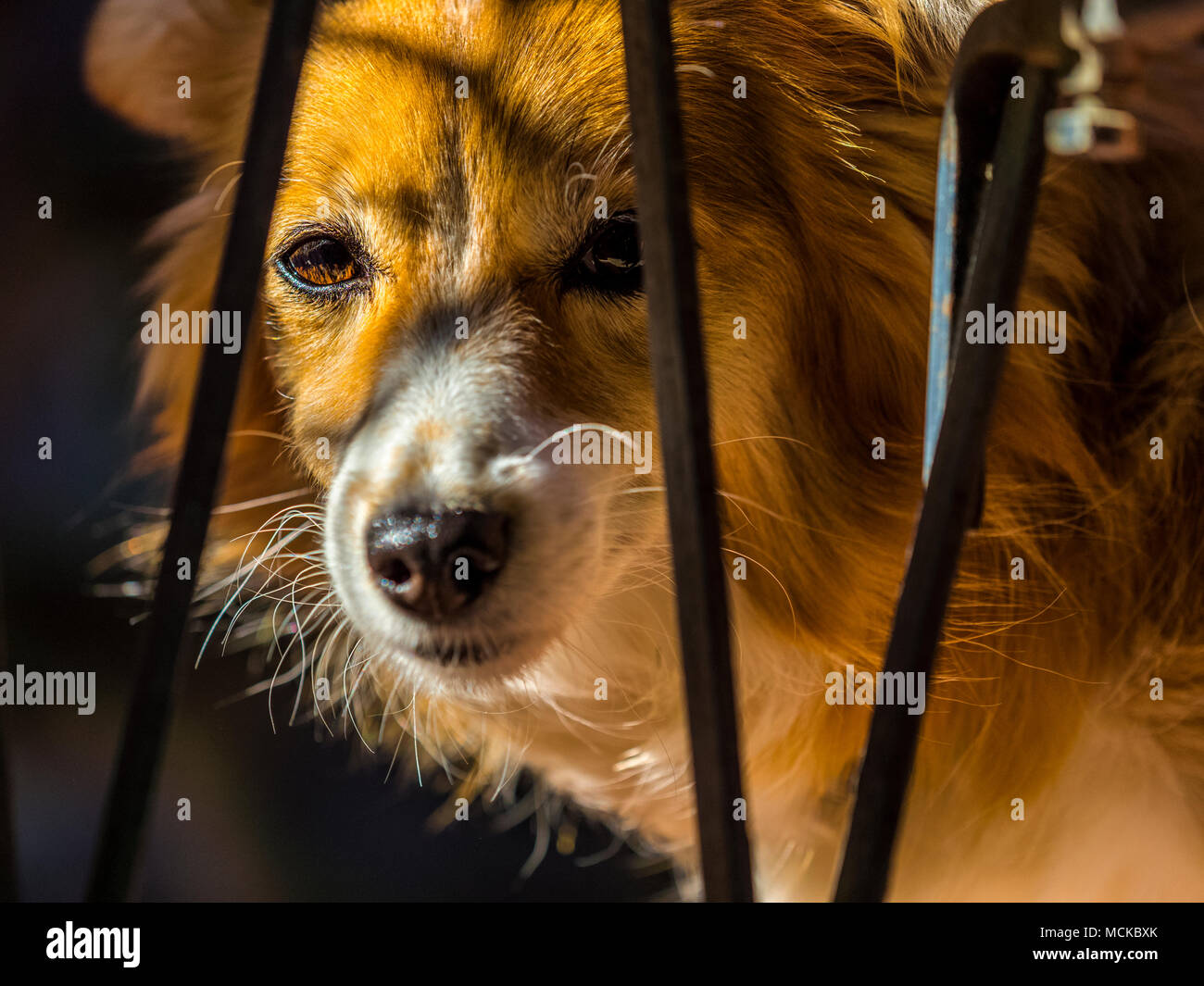 Stray dog and italy hi-res stock photography and images - Alamy
