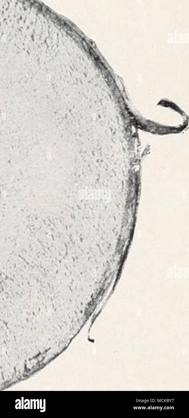 . Fig. 2.—Cross Section of Yellow Birch Tree Rotted by Polyporus ...