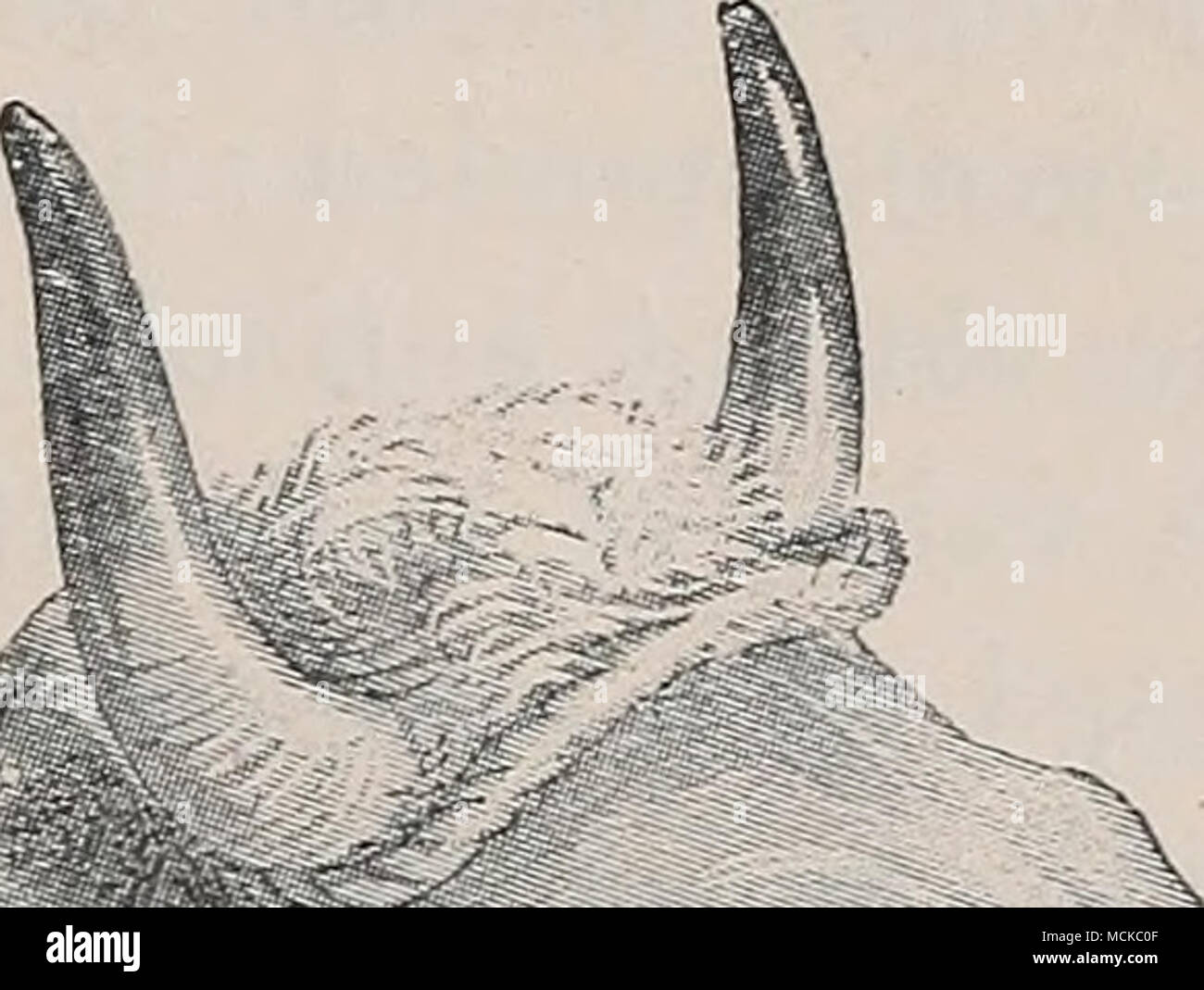 . ACUTE PAROTIDITIS. 135 the parotid region between the lower jaw and ...