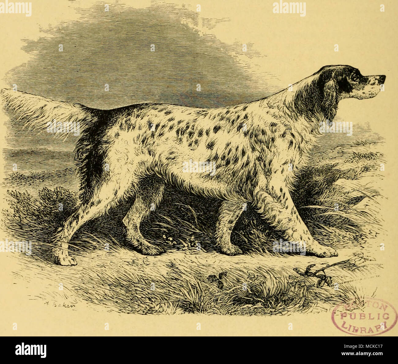 English lineage dog hi-res stock photography and images - Alamy