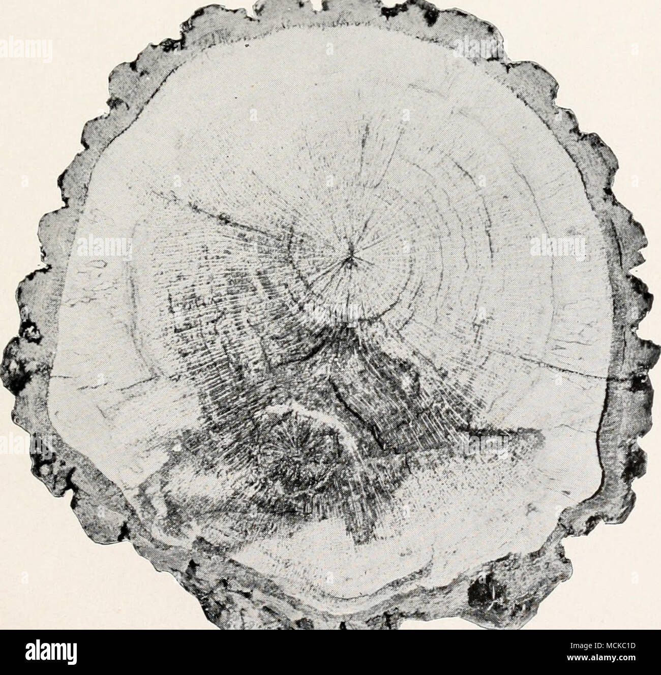w Fig. 2.—Cross Section of a Living Red Oak Tree Rotted by Fomes ...