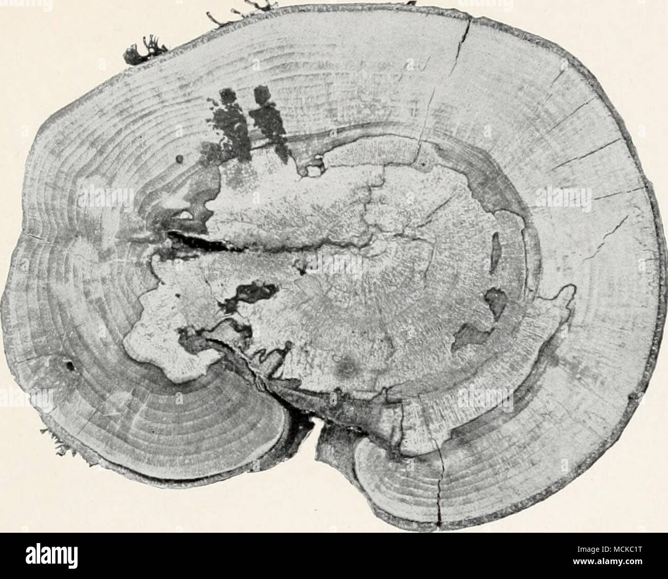 . Fig. 1.—Cross Section of a Living Beech Tree Diseased by fomes ...