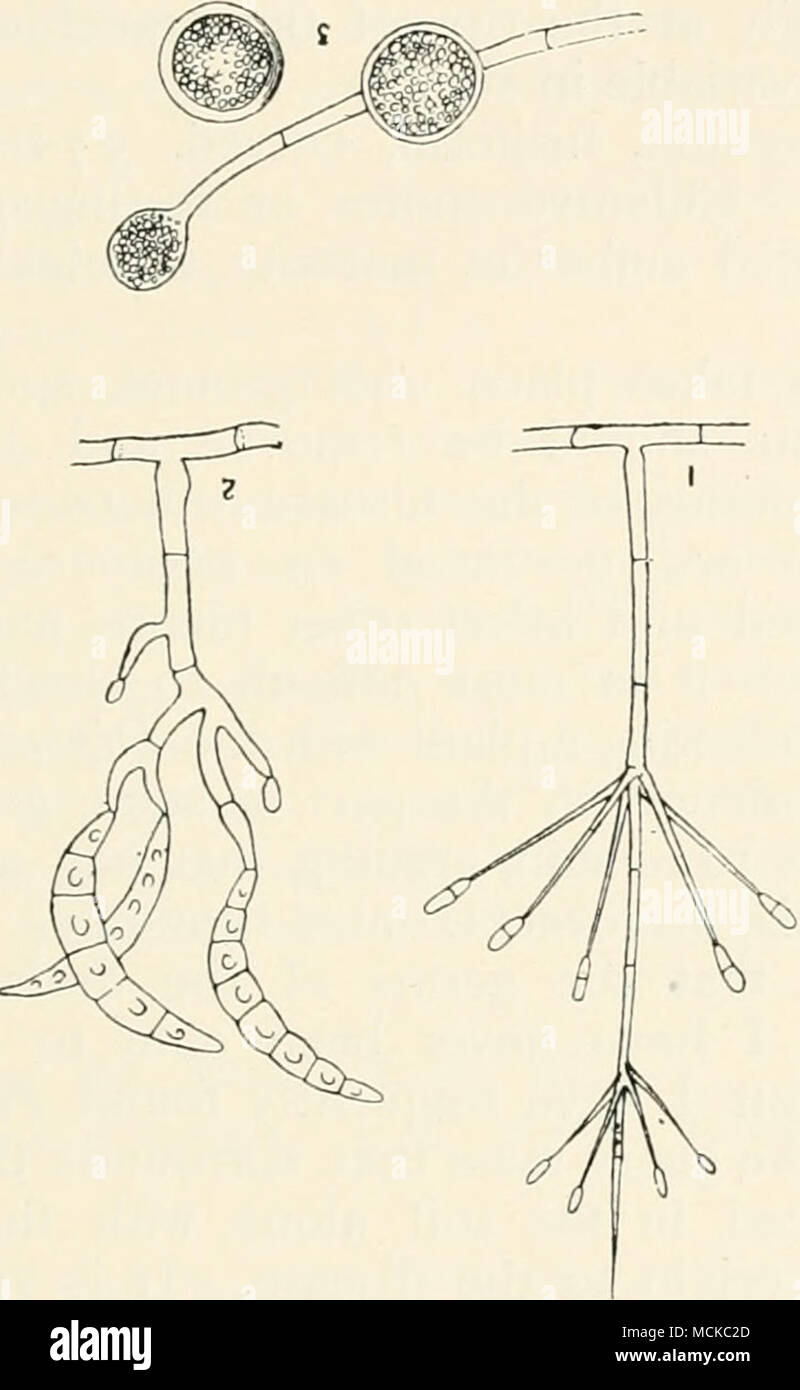 . I Fig. 148.—Fusariumlycopersici. , Diplocladiiim stage; 2, Fusarium ...