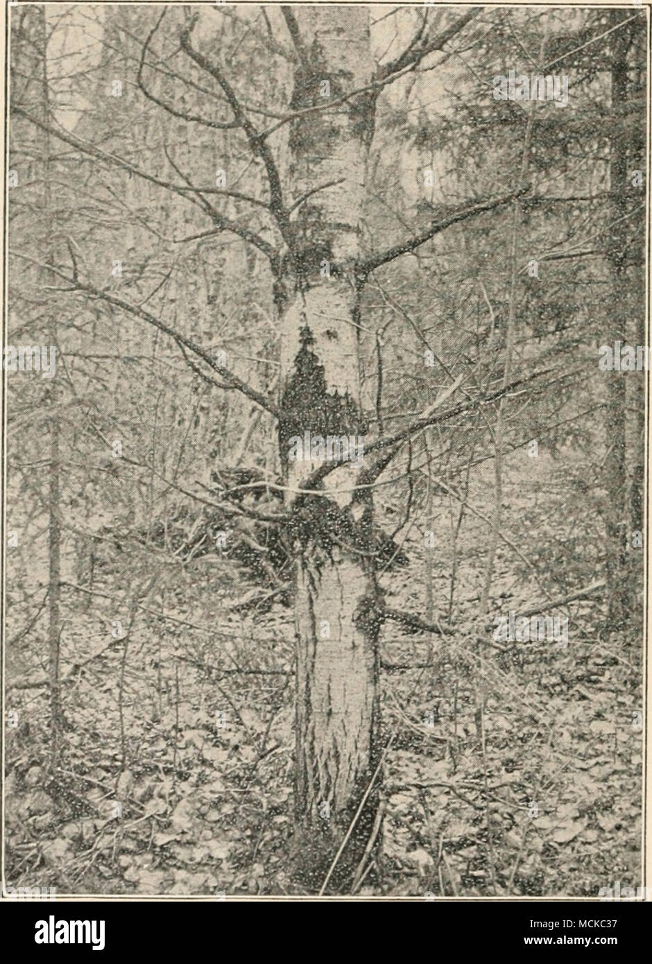 . Fig. 4.- -An aspen tree with many dead lateral branches; each of ...