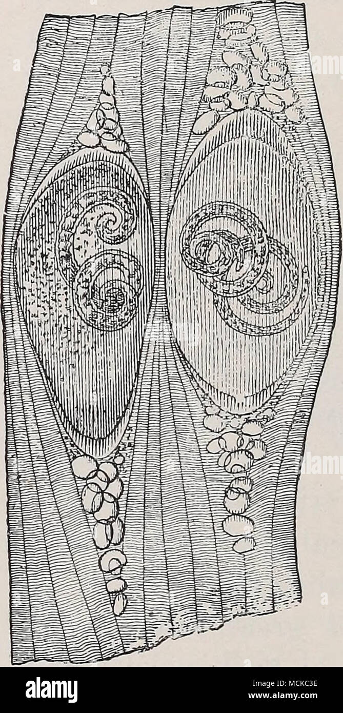. Fig. 47. — Free larval trichina. (Colin.) Fig. 48.—Trichinae encys ...