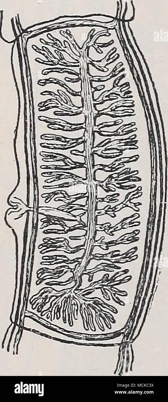 Taenia Tapeworm Segment