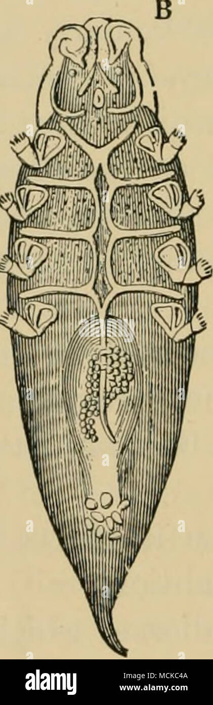 . Fig. 263.—Demodex of the pig, magnified 250 diameters. (After ...