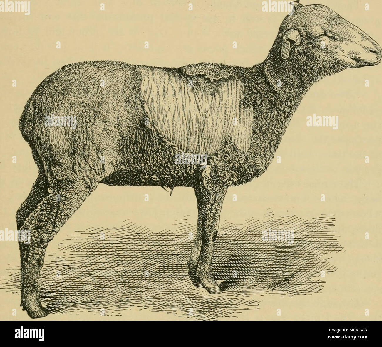 . Fig. 259.—A shorn sheep with large bare area due to scab. properly ...