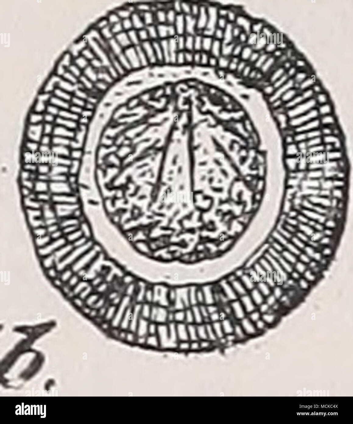. Fig. 36. — Eggs of pork- measle tapeworm {Tcsnia sol'kwi) : a, with ...