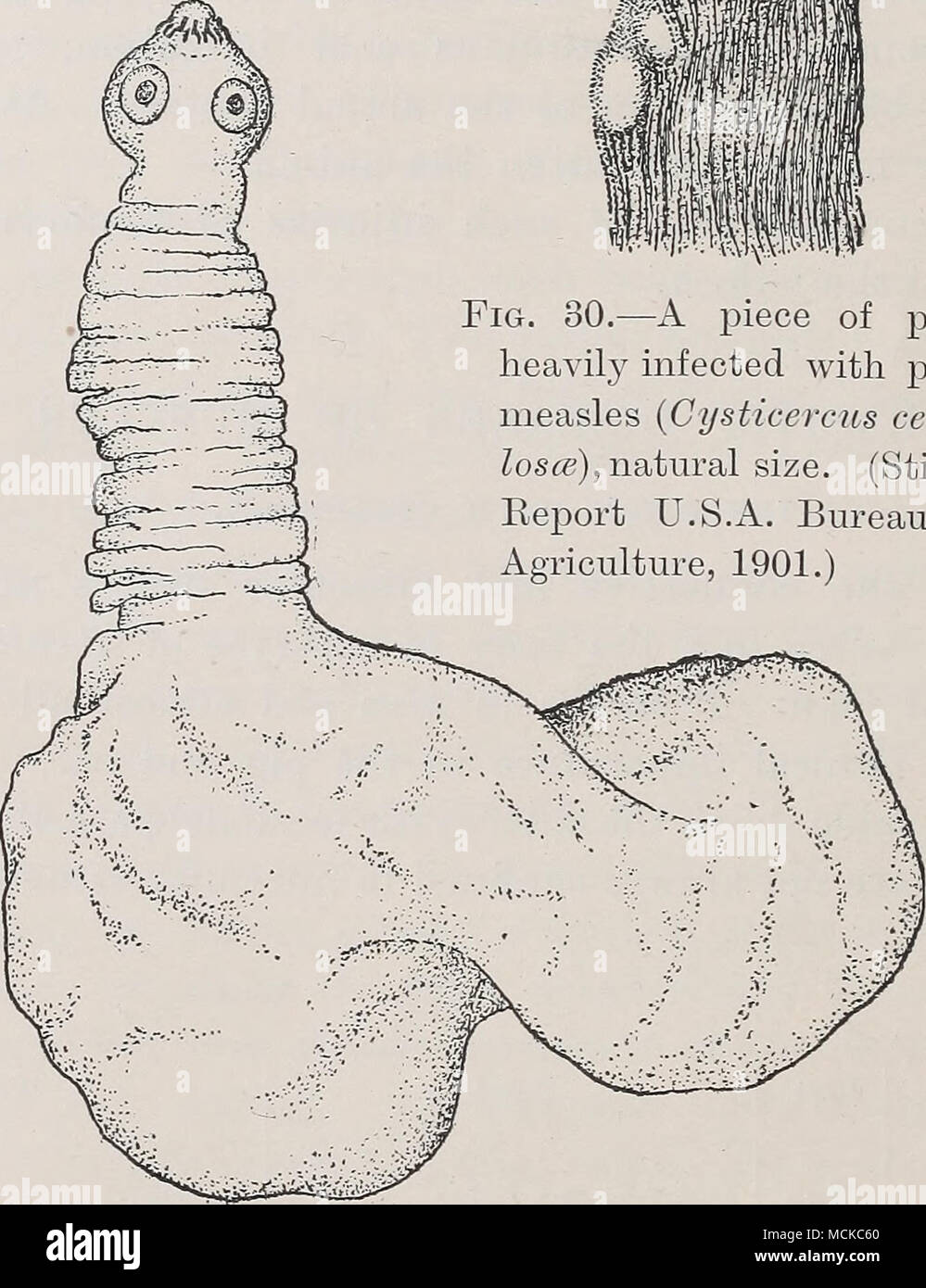 . Fig. 31.—An isolated pork-nieasle bladder worm {Gysticercus ...