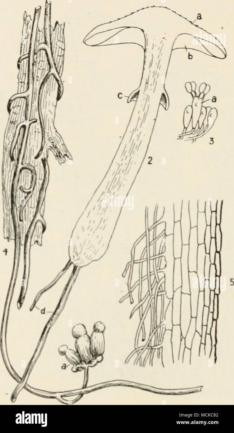 Mycelium network hi-res stock photography and images - Alamy