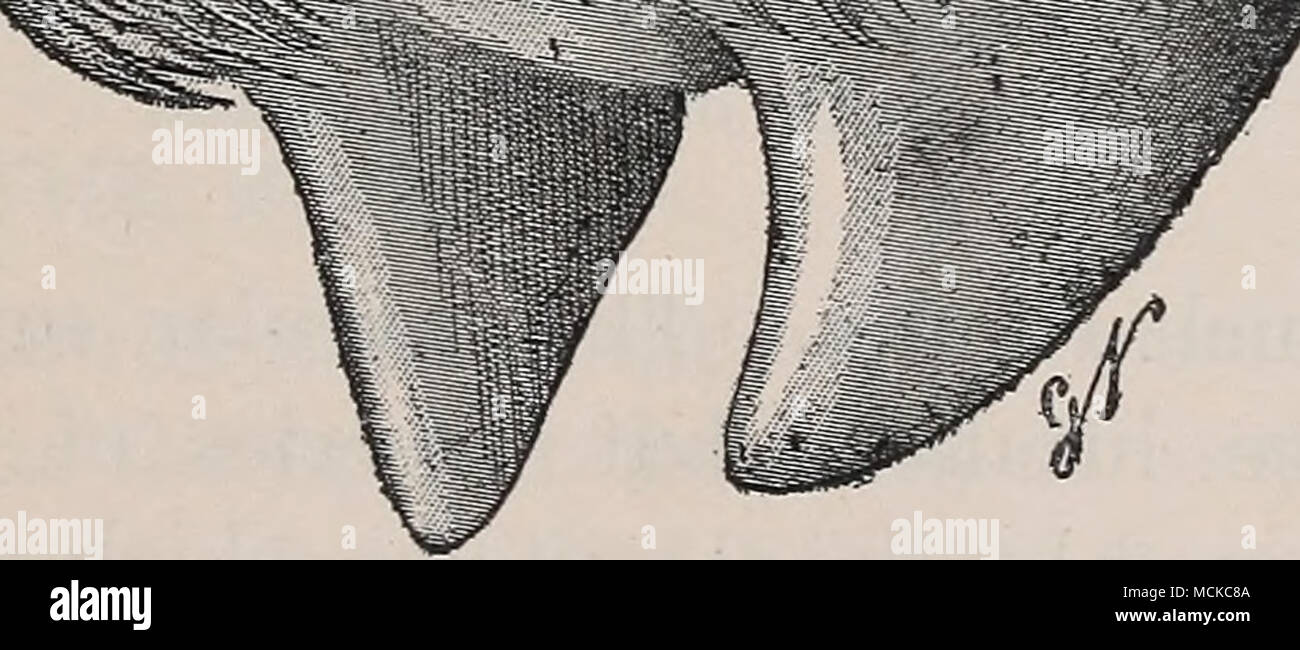 . Fig. 19.—Suppurative arthritis of the fetlock Stock Photo - Alamy