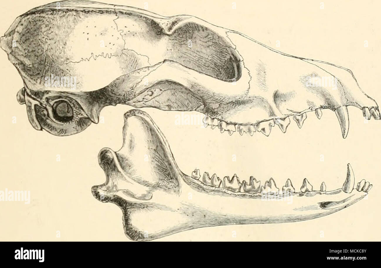 . Side view of skull of Oxocros megaiotis. Fig. 58. Fig. 59 Stock Photo ...