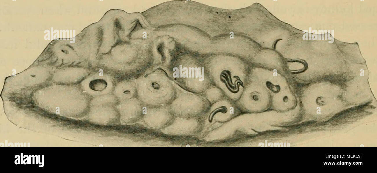 . Fig. 231.—Leaf lard around kidney of pig. develop, and are identical ...