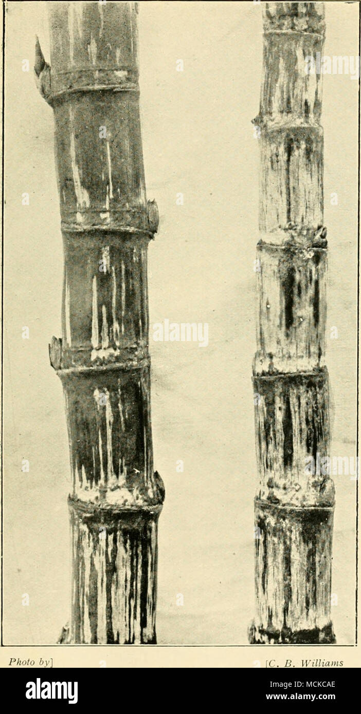 . [C. B. Williams Fig. 137 Mosaic Disease of Sugar-cane : Stem Canker ...