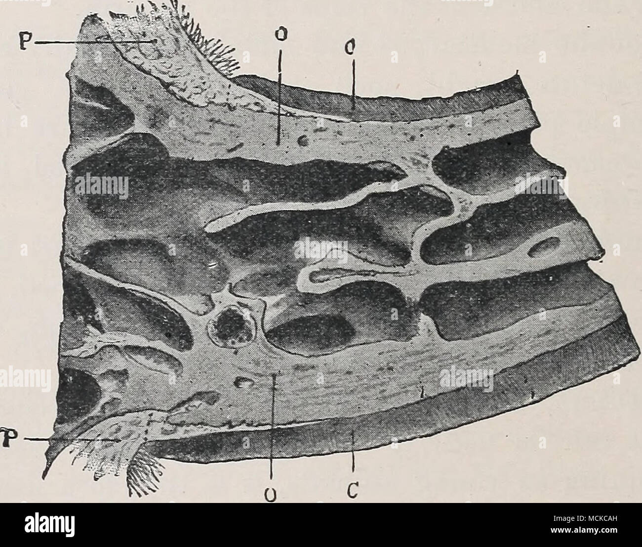 . Fig. 9.—C, horn ; P, modified skin forming the keratogenous membrane ...