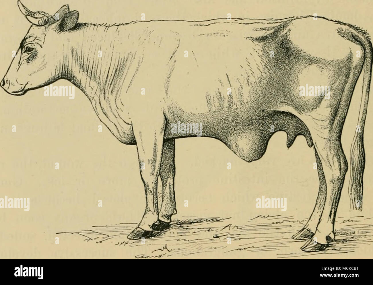 Fistula intestinal hi-res stock photography and images - Alamy