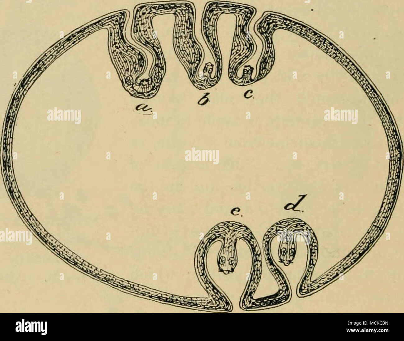 . Fig. 221.—Diagrammatic section of a gid bladderworm {Coenurus ...