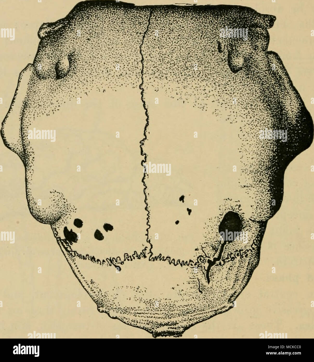 . Fig. 219.—sheep's skull, the hind portion thin and perforated, due to ...