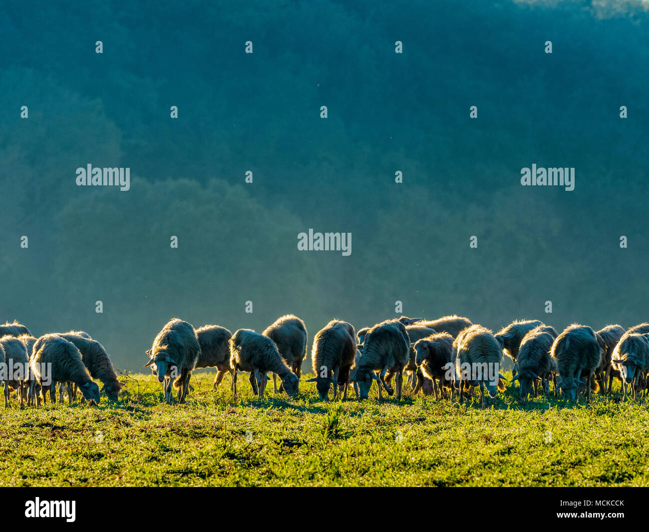 Sheep herding in the Tuscan countryside, Italy Stock Photo - Alamy