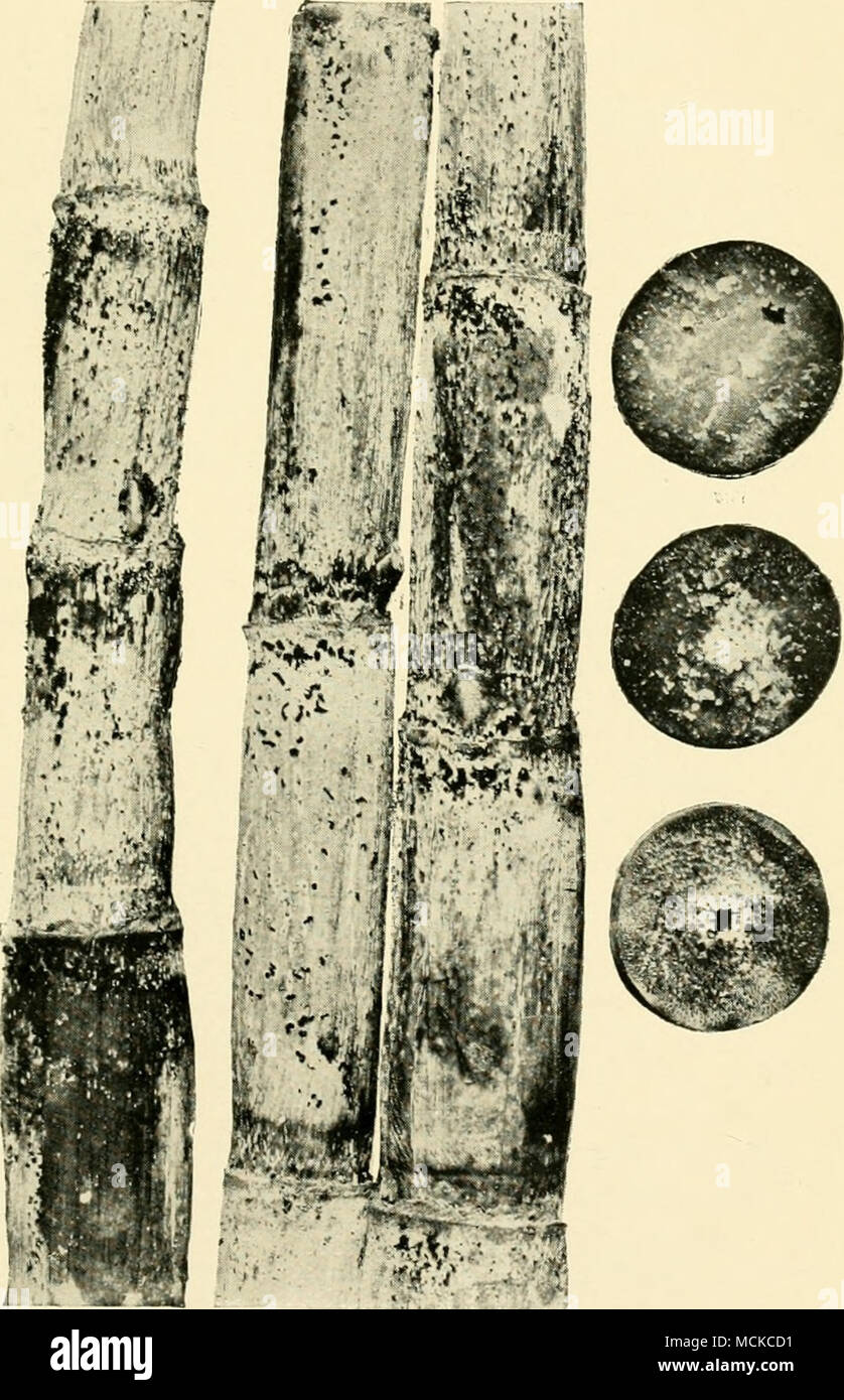 . m^ 1 Fig. 120 Rind Fungus of Sugar-cane F,o>n M. T. Cook's Diseases ...