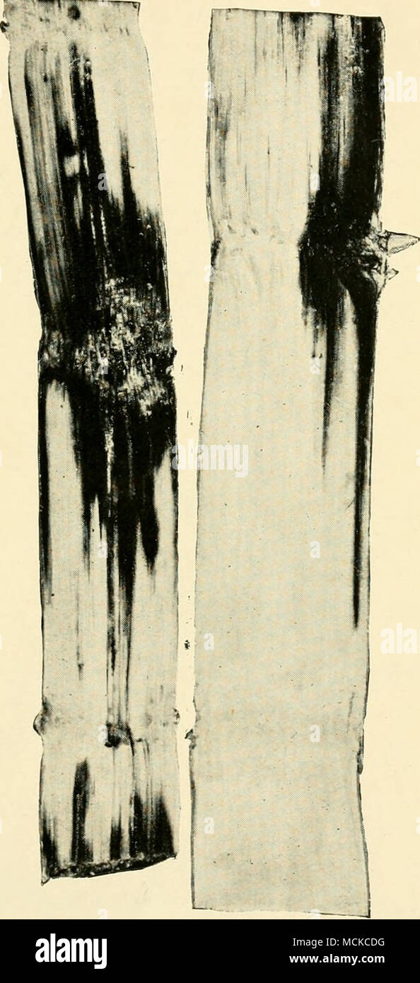 . Photo by] [C. W. Eiigerlo Fig. 118 Red-rot of Sugar-cane From M. T ...