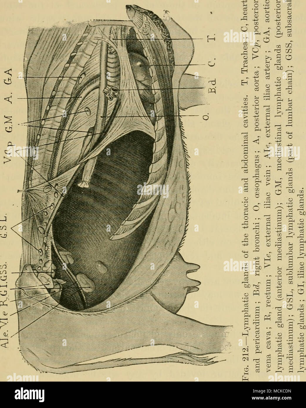 . detect lymphatic glands in the loose fold of skin known as the flank ...