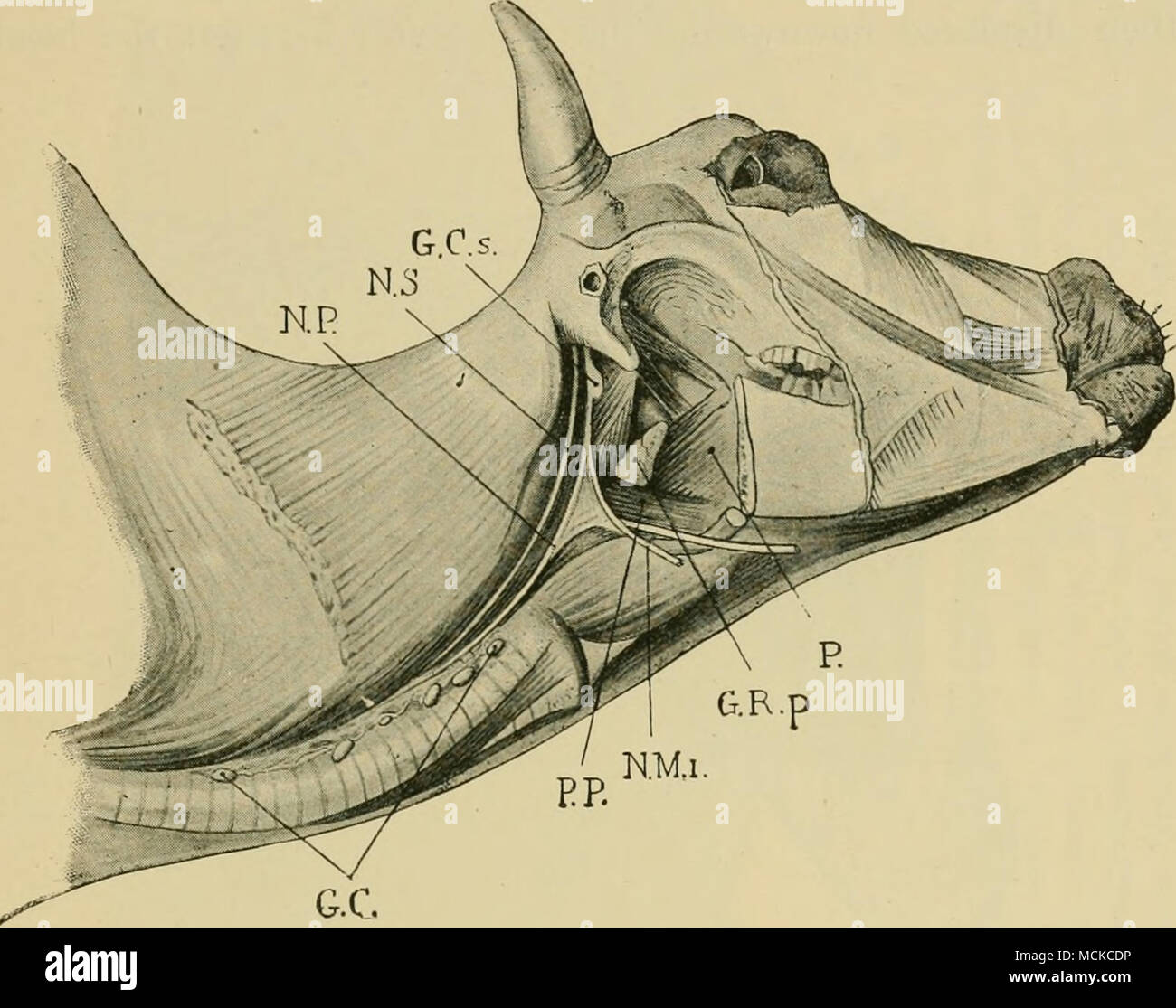 . Fig. 210.—Deep-seated lymphatic glands of the head and neck. The ...