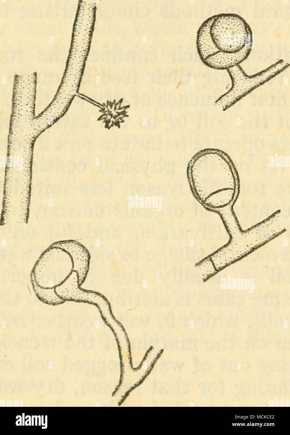 Swollen roots hi-res stock photography and images - Alamy