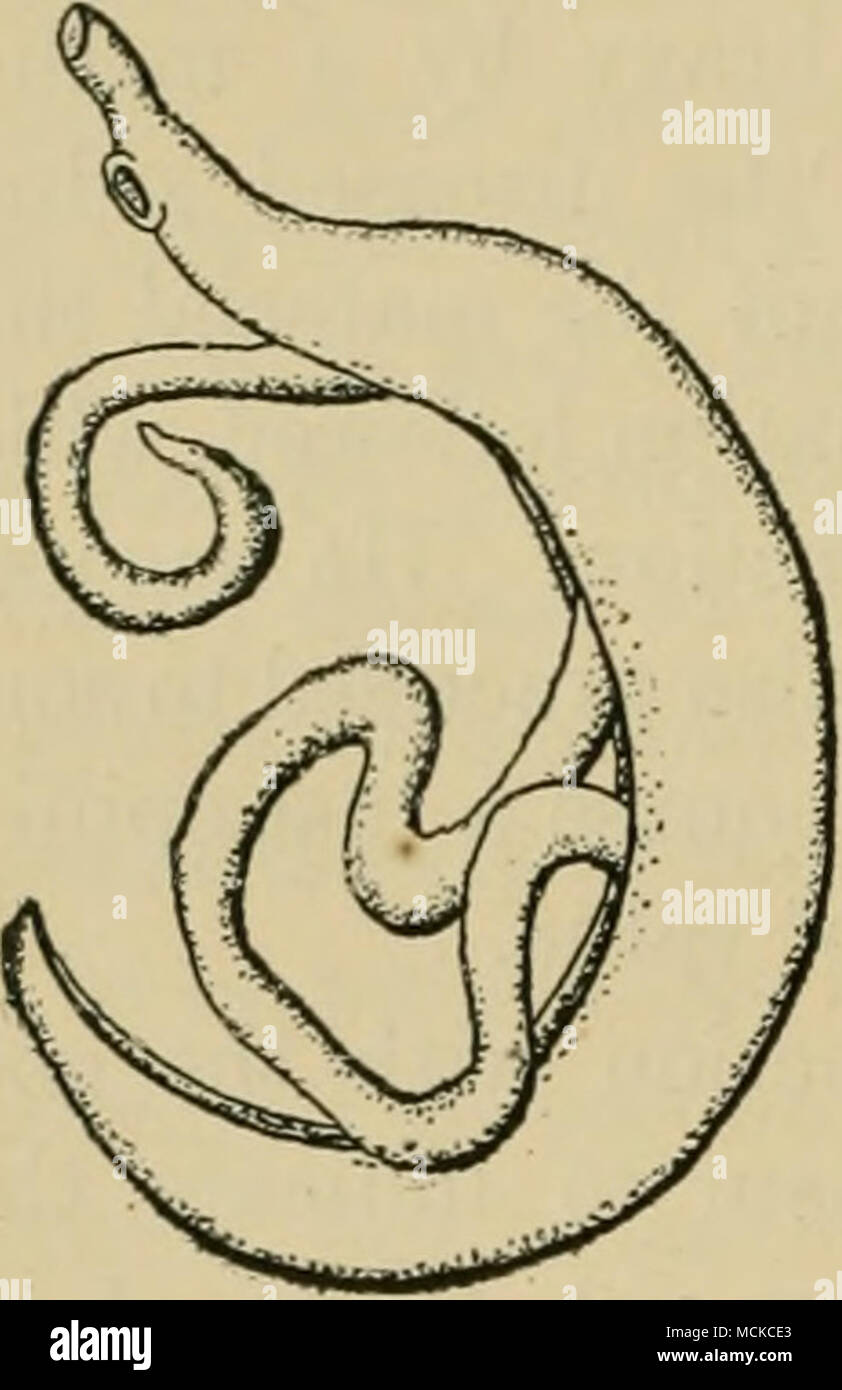. Fig. 206.—The bovine blood fluke {Schisto- soma bovis), male and ...