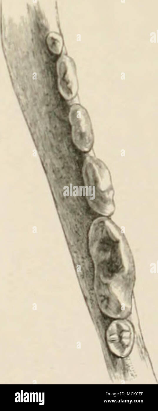 . Molars of upper jaw (right side). Molars of lower jaw (right side ...
