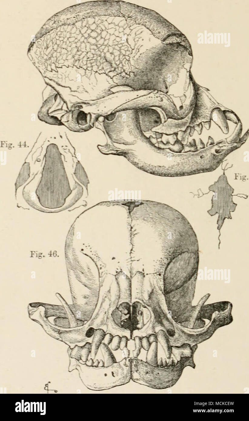 . Skull of Japanese Dog. Fig. 44.—Parts around the occipital foramen ...