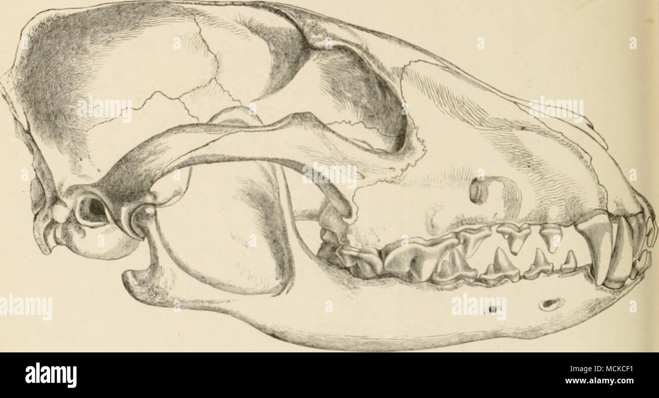 . Side view of skull of Cvos jAVASicrs. Fig. 4S. Fij,'. 49 Stock Photo ...
