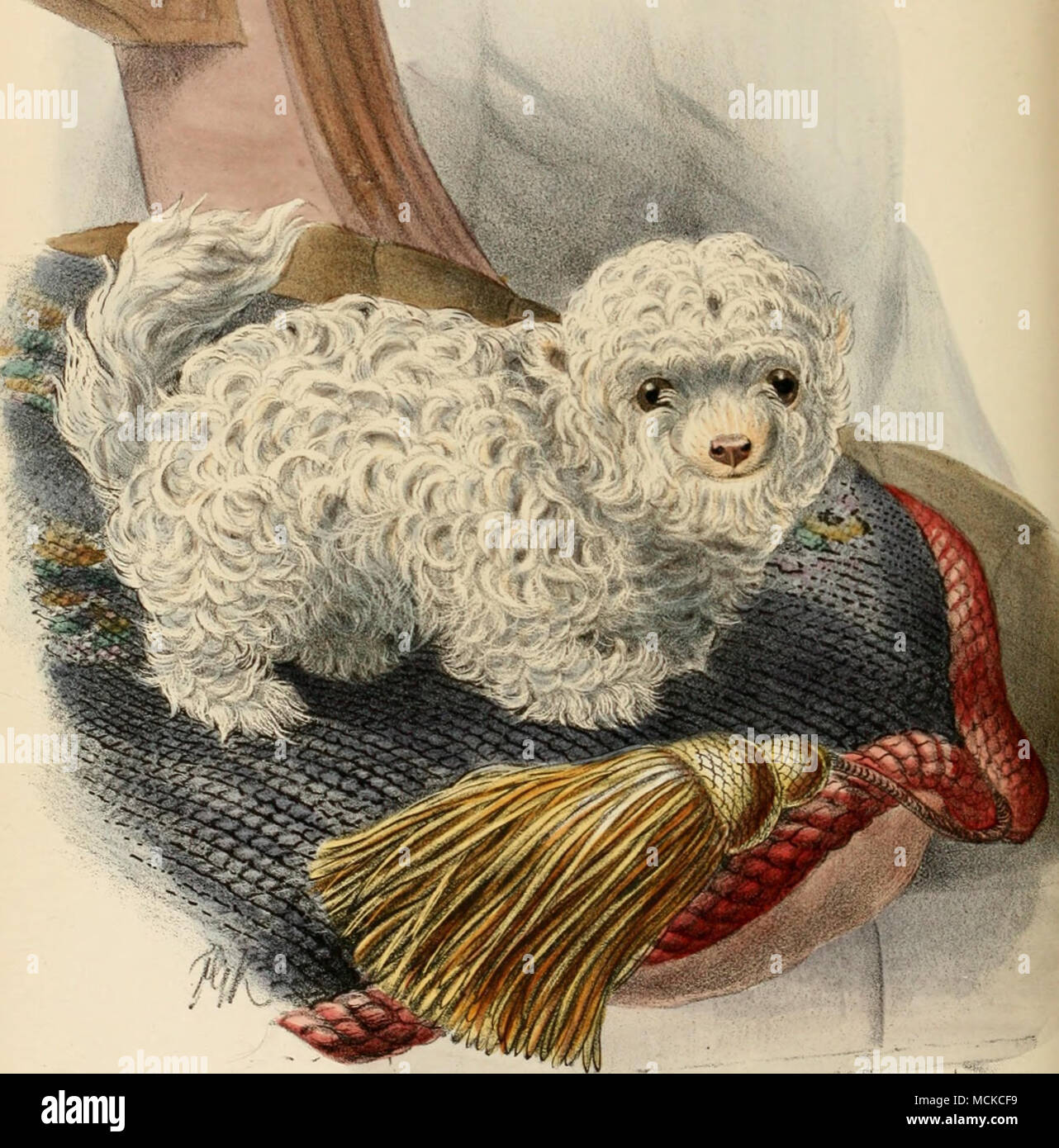 . J G Keulcmans del et litK THE MEXICAN LAP-DOG. Cams faniiliaris.Tar ...