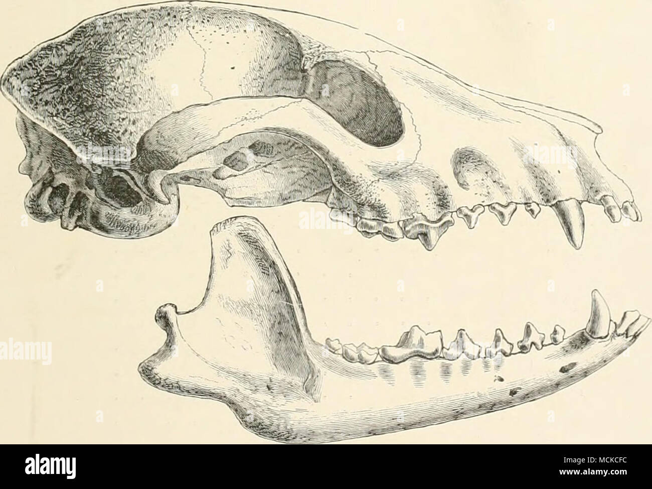 . Skull of Canis PEOcroNoiDES. See Proc. Zool. Soc. 1878, p. 375 Stock ...
