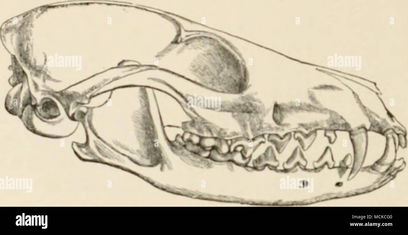 Zygomata hi-res stock photography and images - Alamy