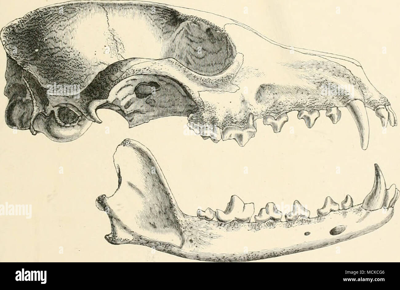 Dentition characteristics hi-res stock photography and images - Alamy