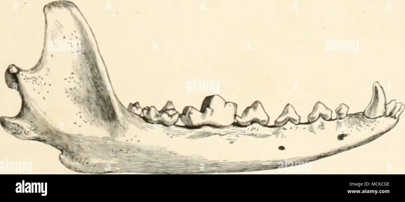 . Side view of lower jaw. N Stock Photo - Alamy