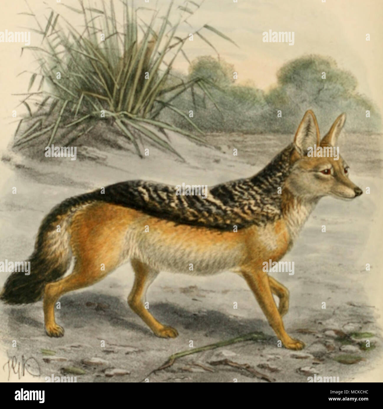 Mesor hi-res stock photography and images - Alamy