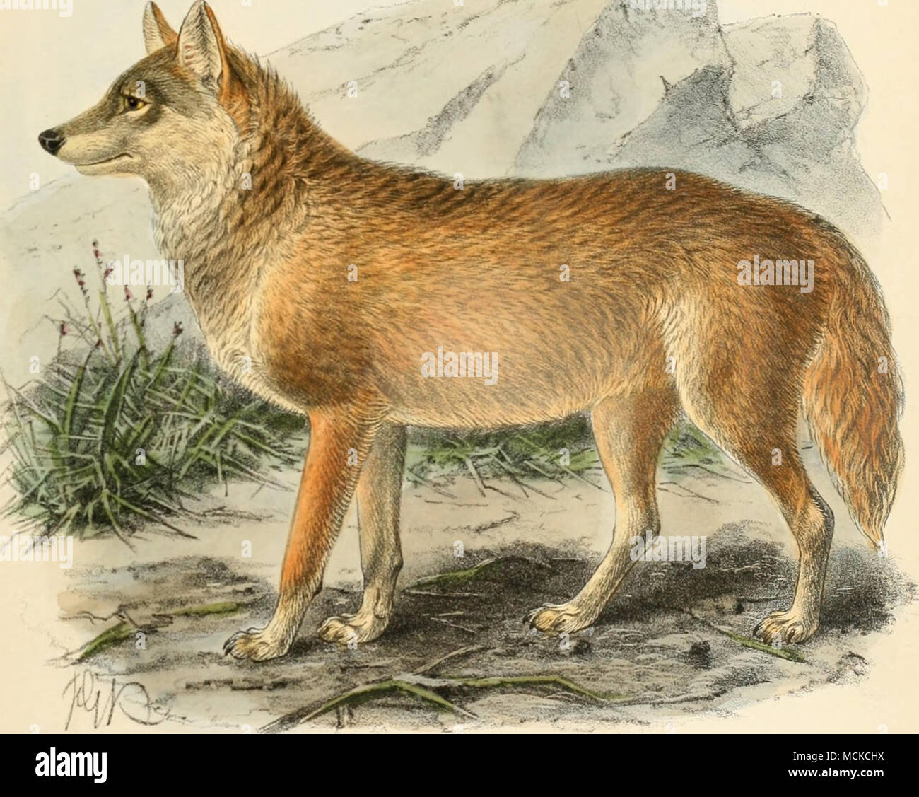 . J G KeiilemeudS del el hth THE CHANCO WOLF i .-; vai: cf MirterrL ...