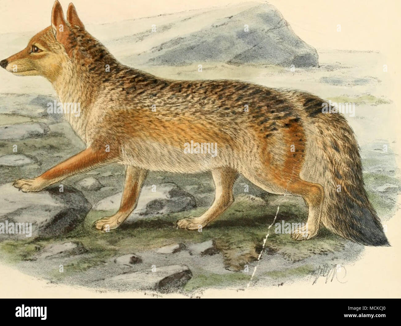 . ;iilMru^£ del. etiitK. THE MAGELL/vNIC DOC OR COLPEO. Canis magellar ...