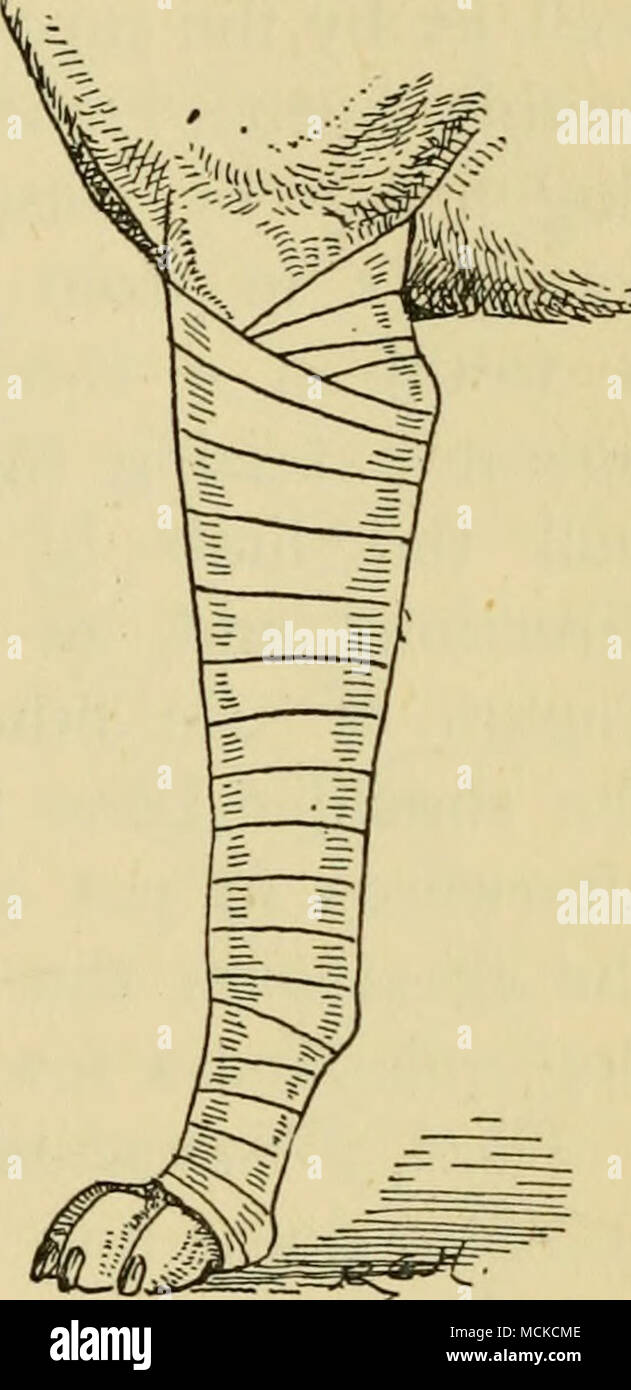 . How to bandage the fore- leg for fractures and other injuries Stock ...