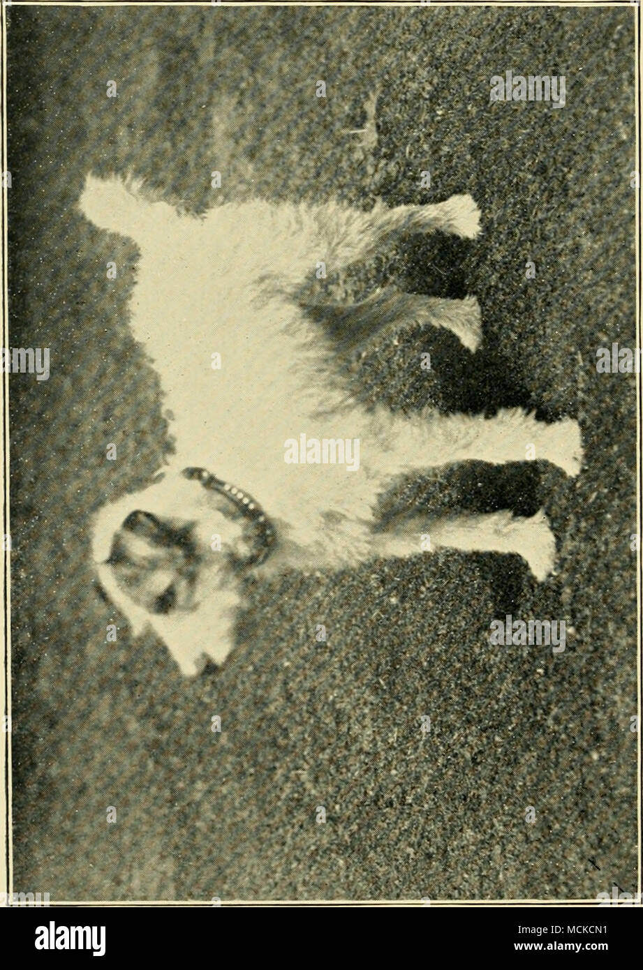 Veterinary measures hi-res stock photography and images - Alamy